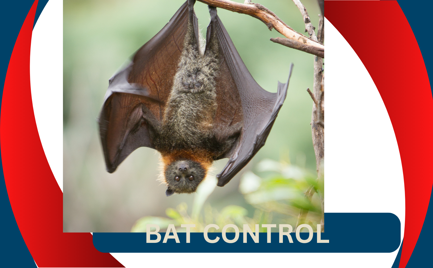 #1 Bat Control Services | Rafiki Pest Control®