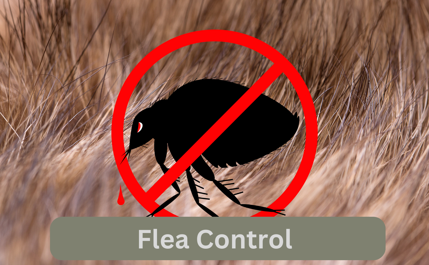 #1 Flea Control Services | Rafiki Pest Control®